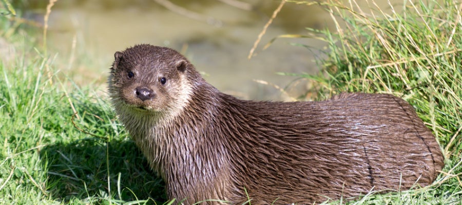 El visón europeo podría extinguirse en menos de 7 años | HAZTE ECO