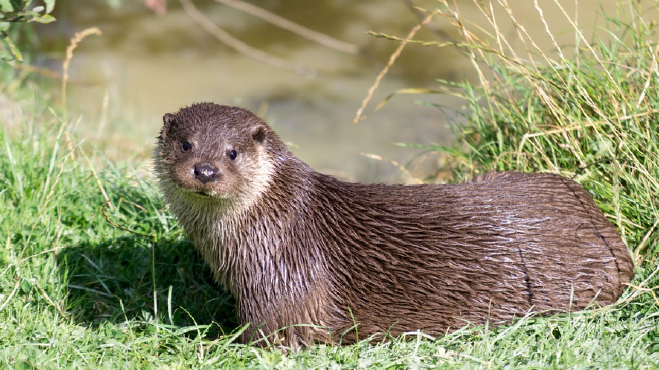El visón europeo podría extinguirse en menos de 7 años | HAZTE ECO