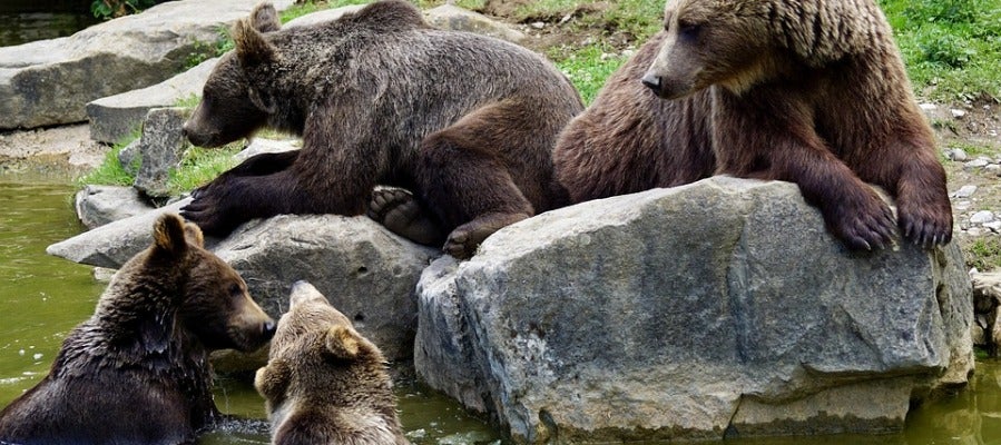 Crece la población de osos pardos un 8% cada año en la Cordillera ...