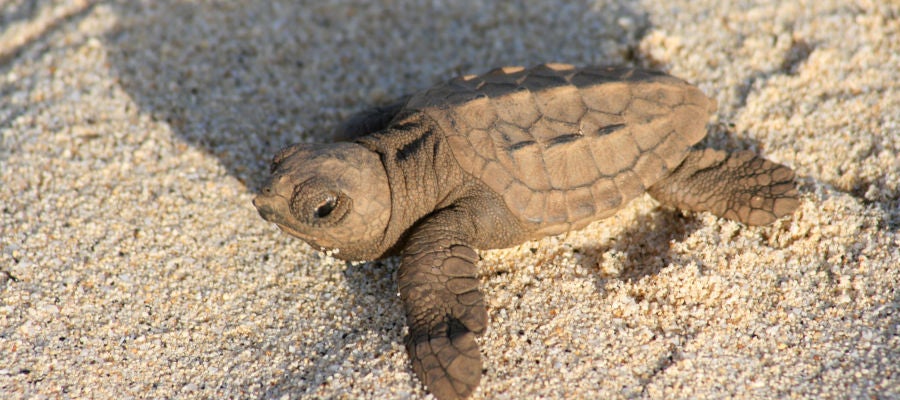 Una enfermedad emergente amenaza la supervivencia de todas las especies ...