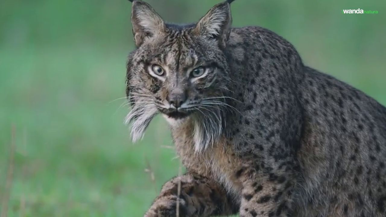 'Dehesa, el bosque del lince ibérico', el documental que nos traslada a ...