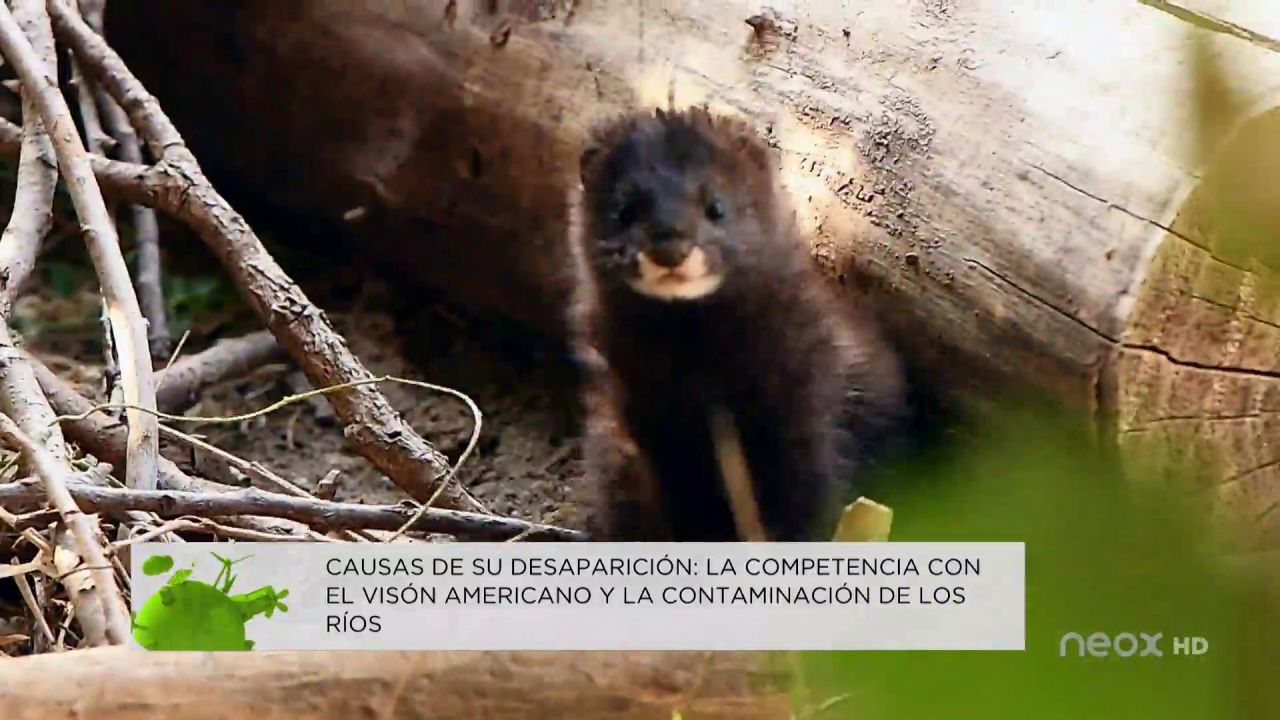 La importancia de conservar el visón europeo, especie en peligro de ...