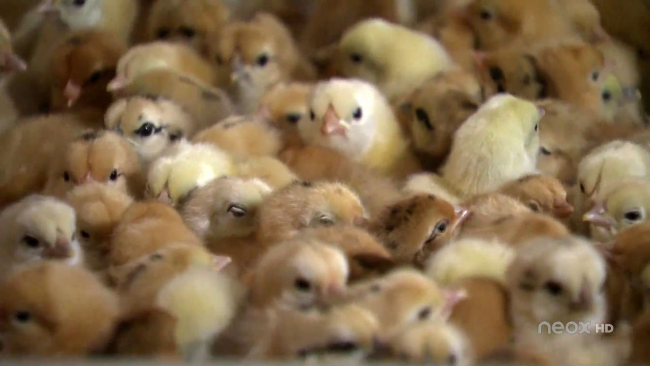 'Cosas Vivas', un libro que reflexiona sobre la explotación animal ...