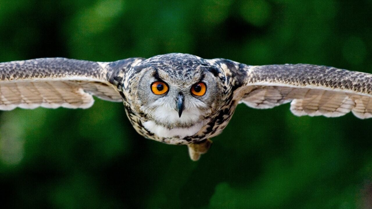 ¿Por qué las alas de los búhos no hacen ruido al volar? | HAZTE ECO