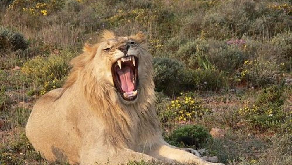 Los leones atacan el último día de luna llena | HAZTE ECO
