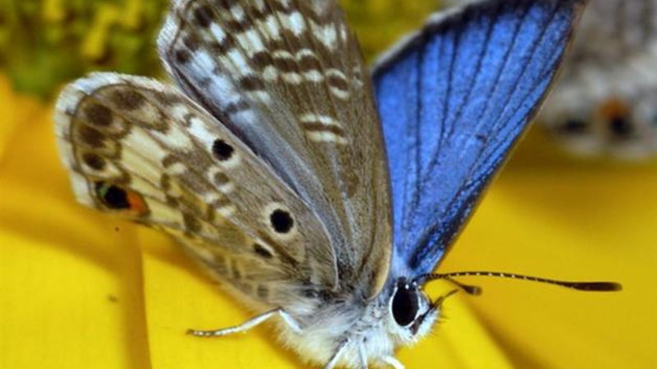 La mariposa azul de Miami se convierte en especie protegida | HAZTE ECO