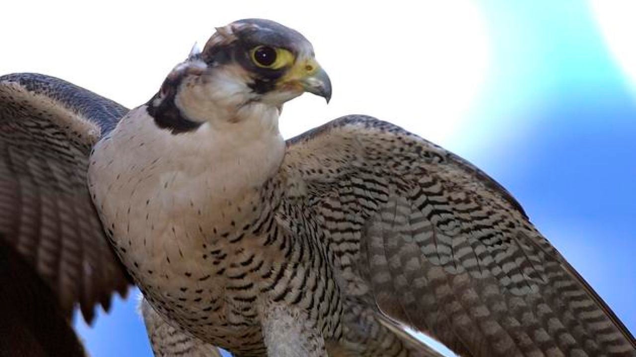 Nacen dos halcones peregrinos en el museo de América | HAZTE ECO