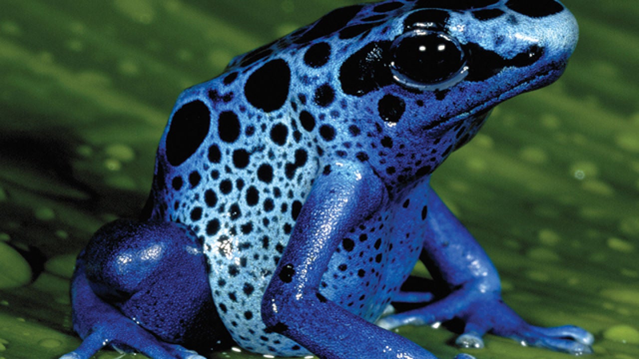 Más de 30% de los anfibios están en vías de extinción | HAZTE ECO