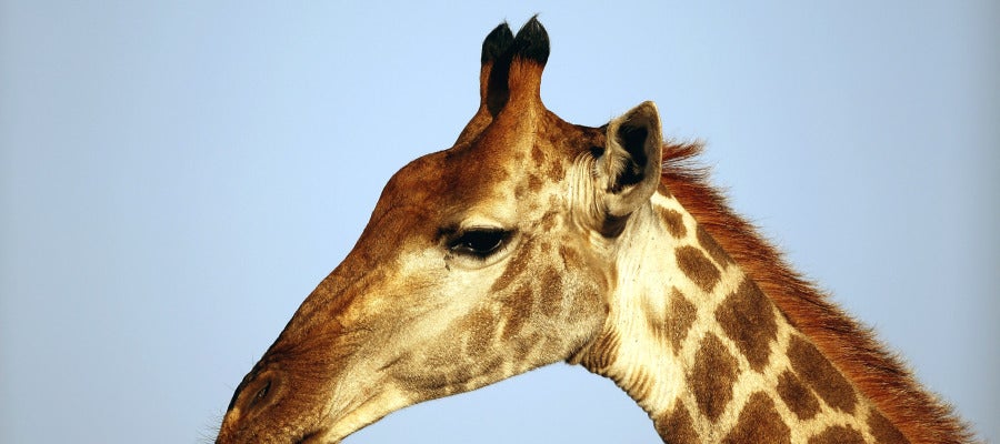 Sólo quedan 80.000 ejemplares de jirafas en todo el mundo | HAZTE ECO