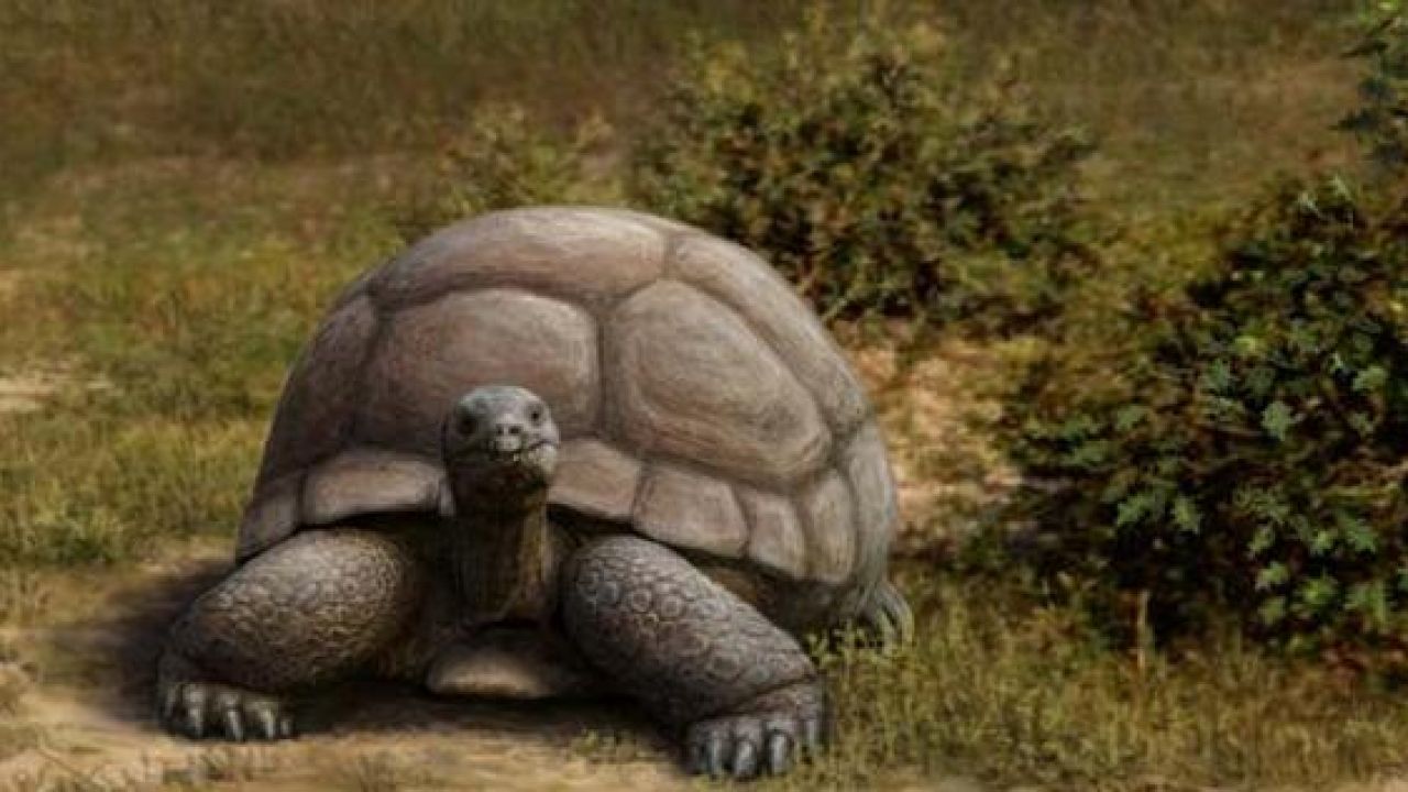 Las tortugas tienen más parentesco con las aves y los dinosaurios que ...