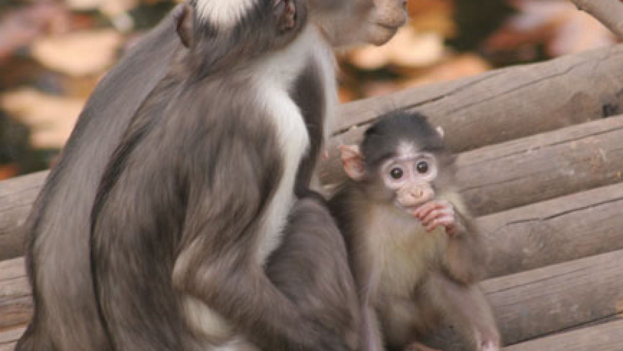 Una cría de mono mangabey nace en el zoo de Barcelona | HAZTE ECO