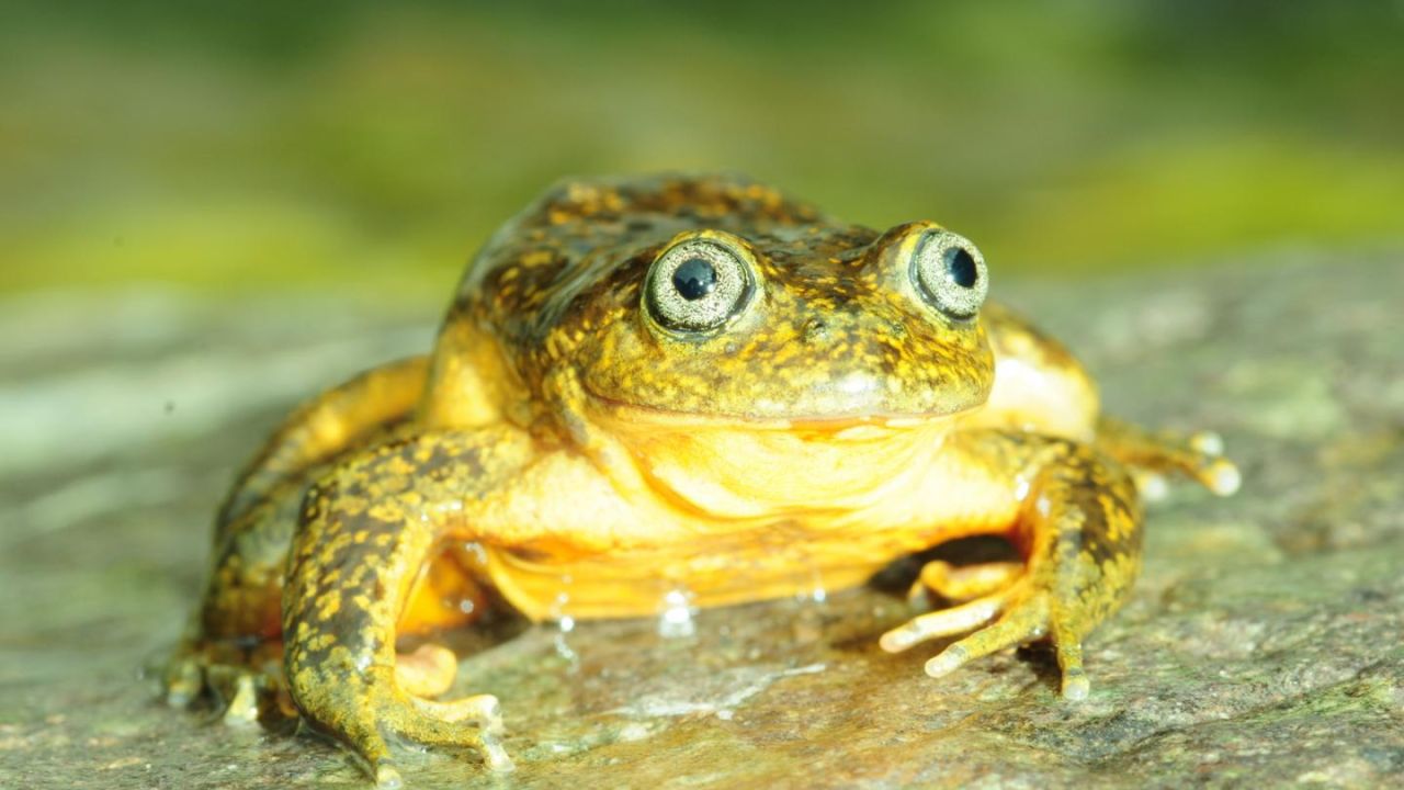 Descubren una nueva especie de rana de agua en los Andes de Perú ...