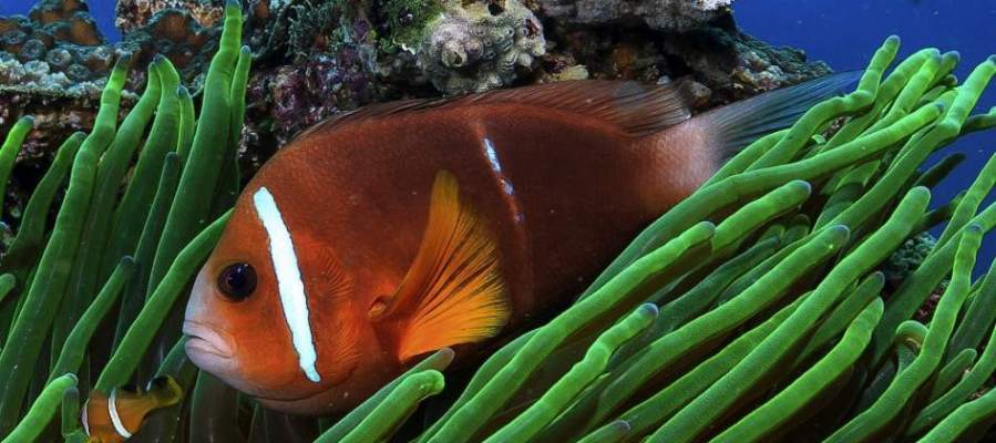 El calentamiento global afecta al crecimiento de los peces | HAZTE ECO
