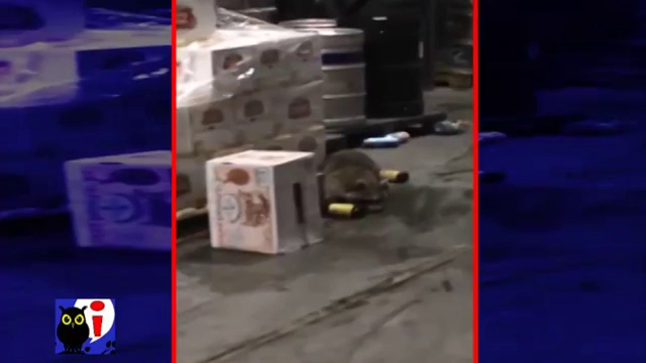 El vídeo de un mapache borracho, nuevo fenómeno viral en Youtube ...