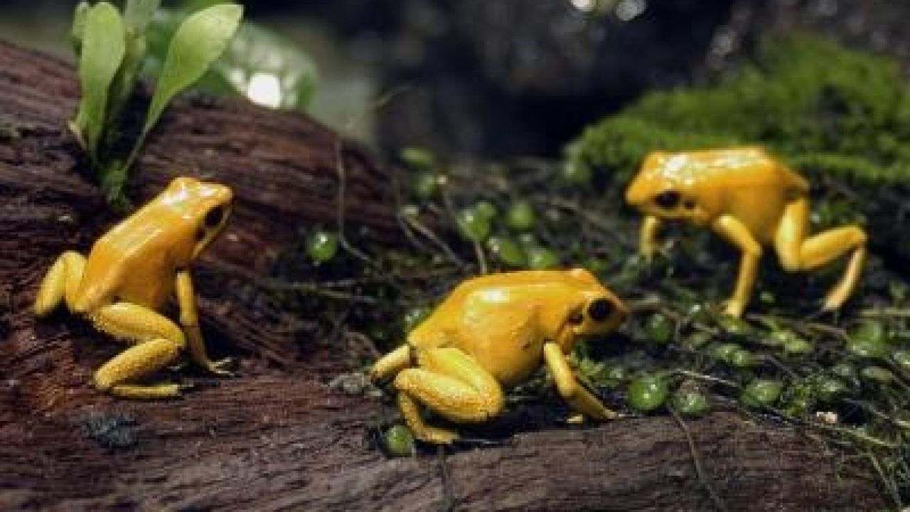 Brasil divulga un inventario de su fauna con 116.000 especies | HAZTE ECO