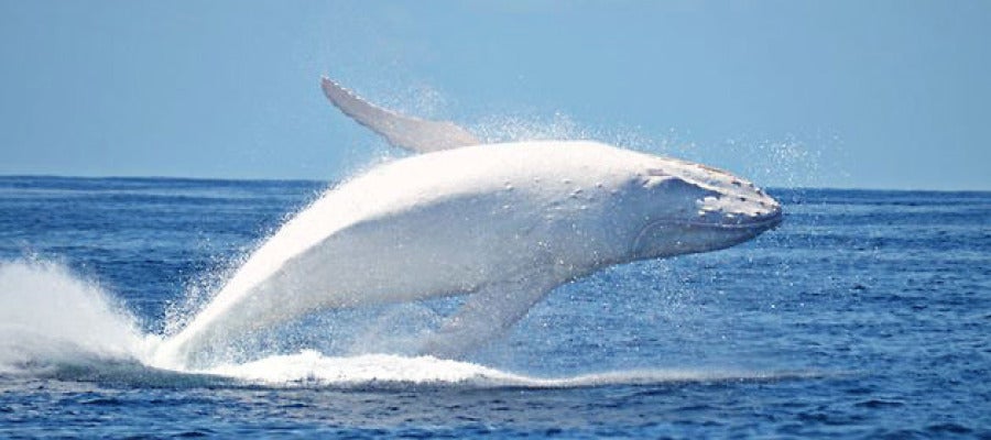 Una ballena albina es avistada en las costas del Pacífico | HAZTE ECO