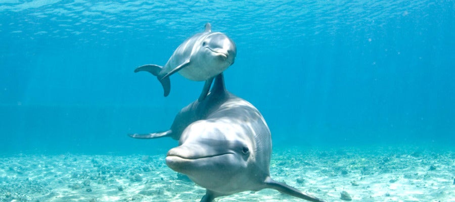 Las hembras del delfín mular cuidan a sus crías en "guarderías ...