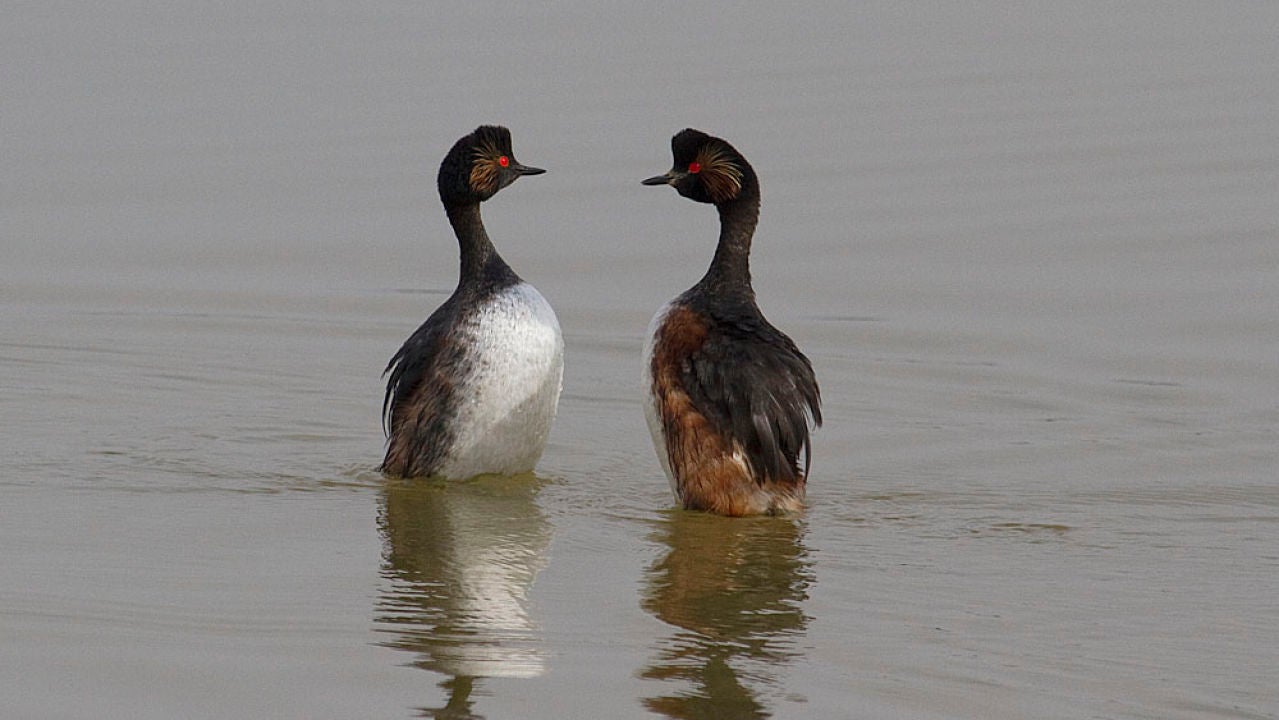 Comienzan los rituales de cortejo entre más de 50 especies de aves ...