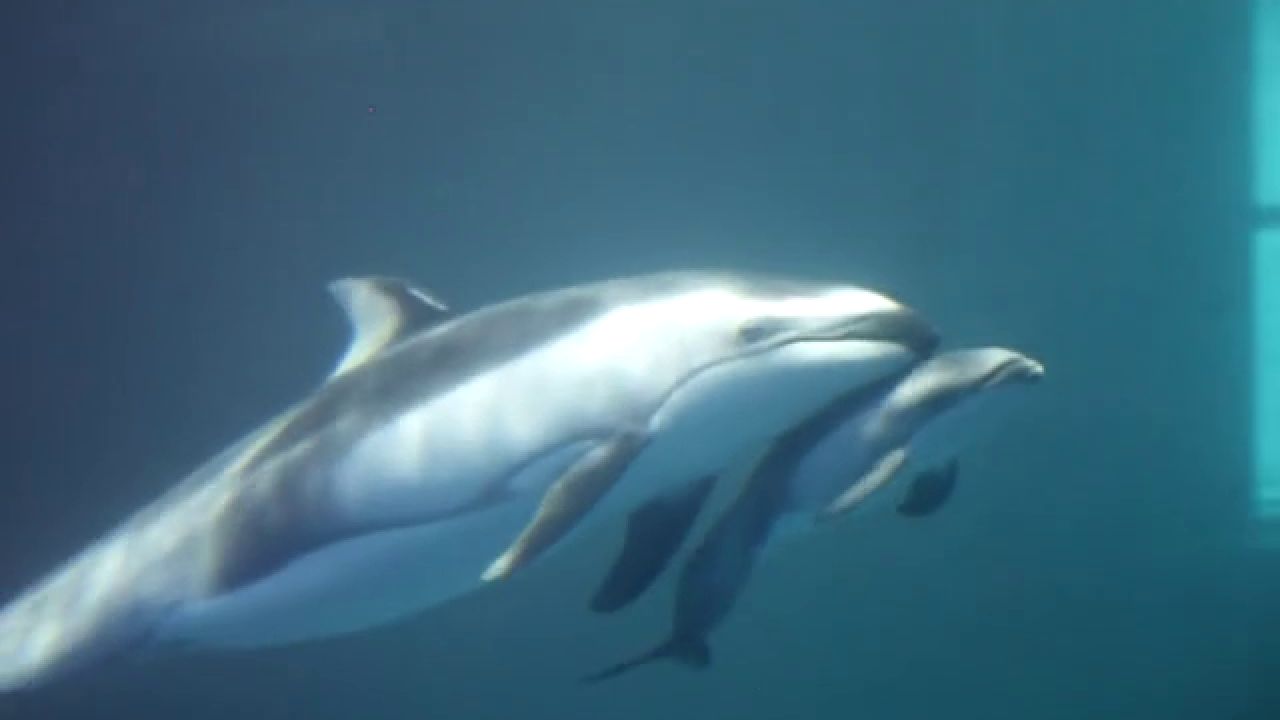 Un vídeo muestra el parto de un delfín en un acuario de Chicago | HAZTE ECO