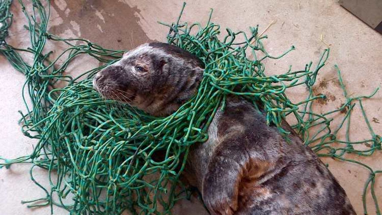 Imágenes del momento en el que liberan a una foca que estaba atrapada ...