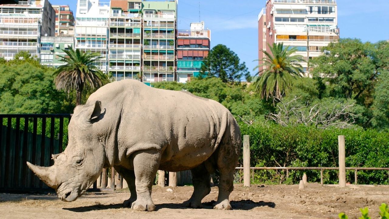 El Zoo de Buenos Aires comienza su transformación para convertirse en ...