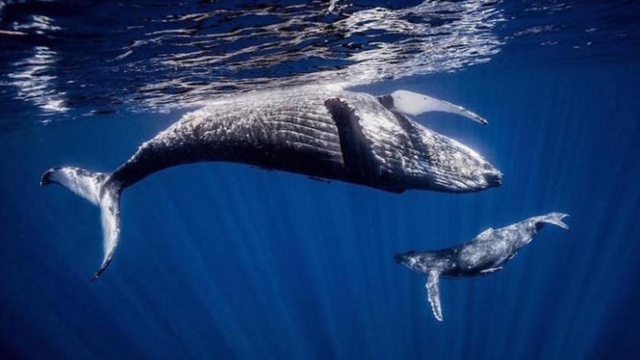 Una fotógrafa capta el vínculo tan especial que existe entre las ...