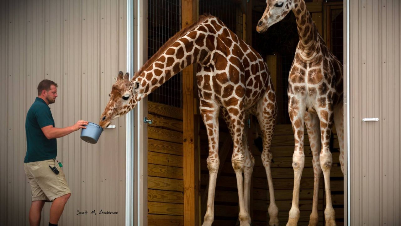 El parto en directo de la jirafa April tiene a medio mundo "con el alma ...