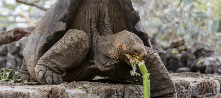 Recuperan una especie de tortuga extinta hace 150 años | HAZTE ECO
