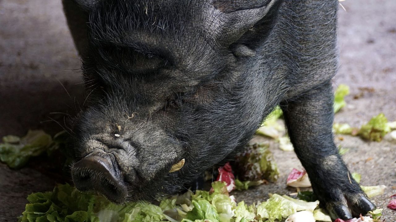 El cerdolí, una nueva especie que supone una amenaza medioambiental ...