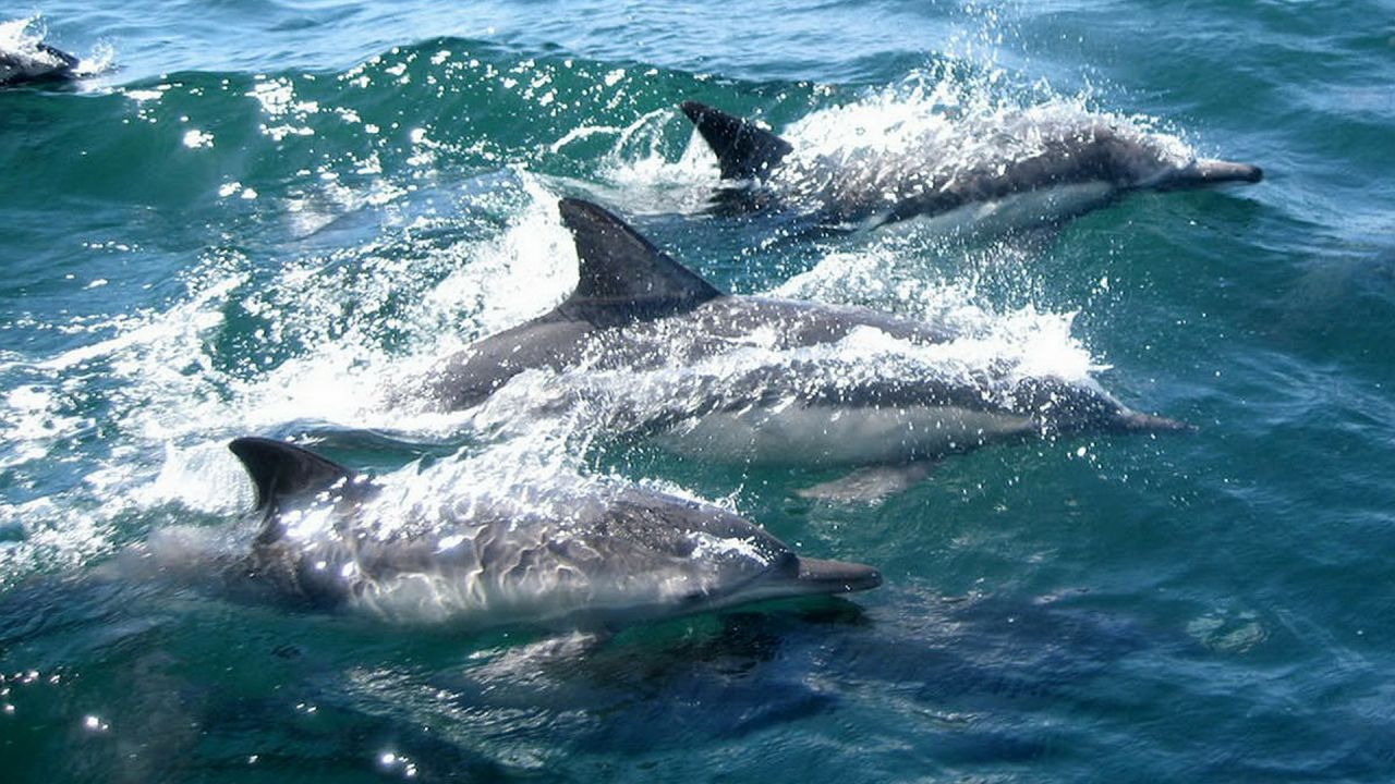 Las ballenas, las marsopas y los delfines tienen comportamientos ...