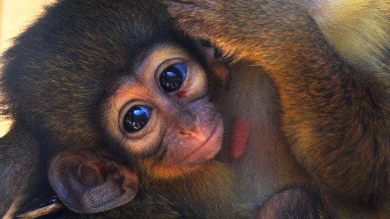 Nace el primate más pequeño de África en Bioparc Valencia | HAZTE ECO