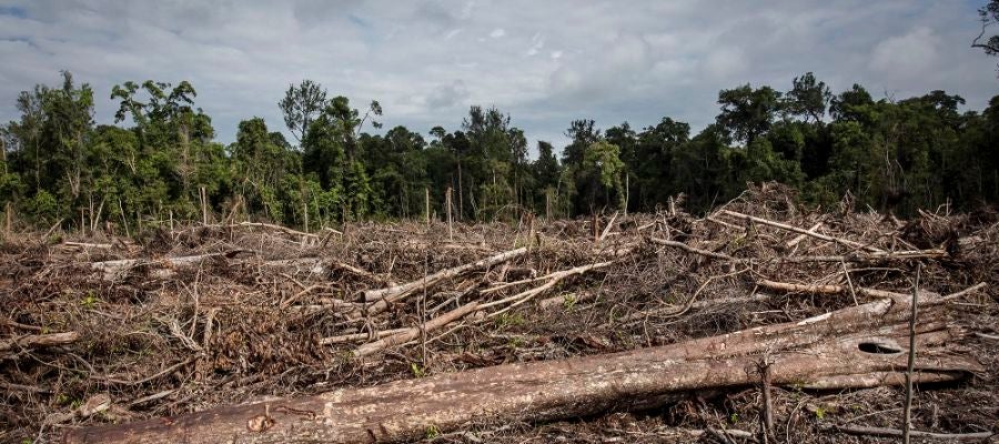 Sadiman, el anciano que plantó más de 11.000 árboles y devolvió el agua ...