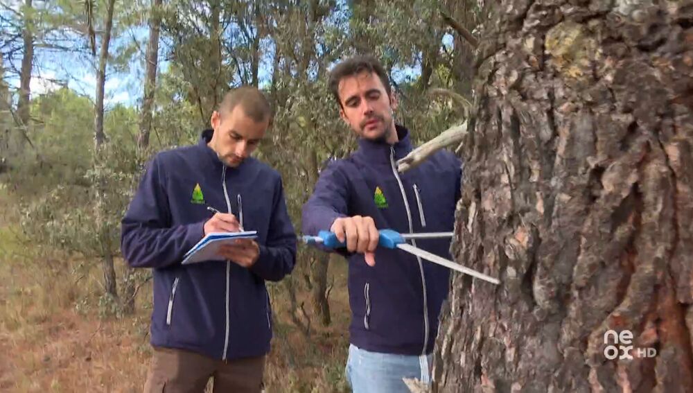 El enorme 'arboreto' que se encuentra en la Escuela de Montes de Madrid ...